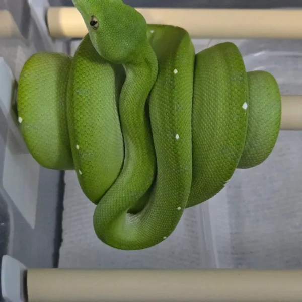 Morelia viridis pitone verde - Allevatore di Scimmie